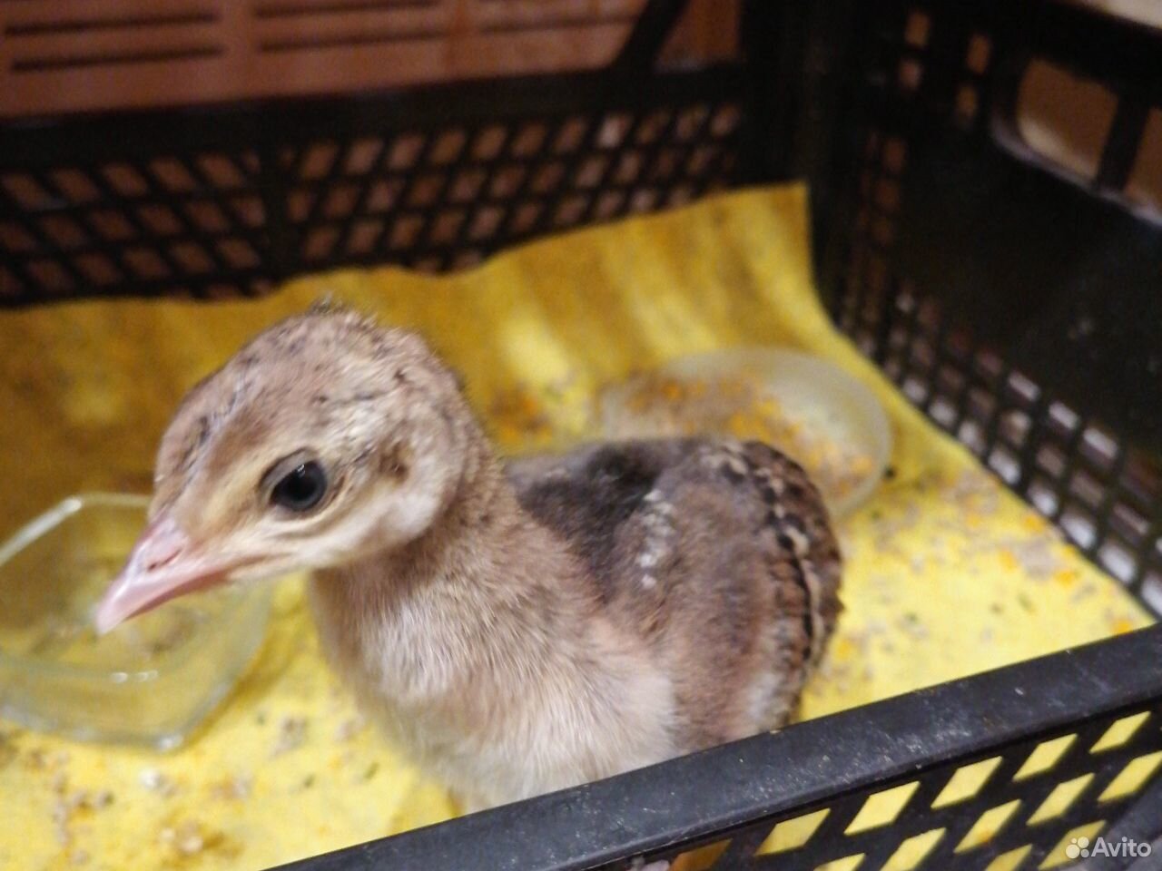 Павлиненок