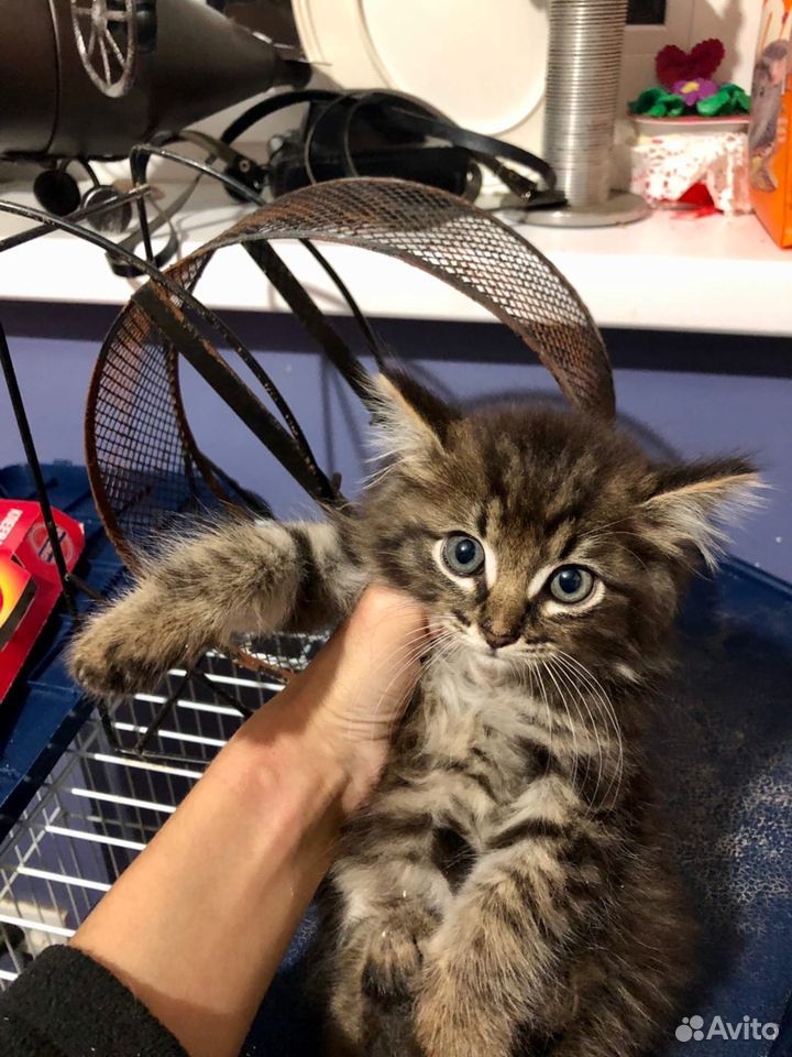 Отдам котенка