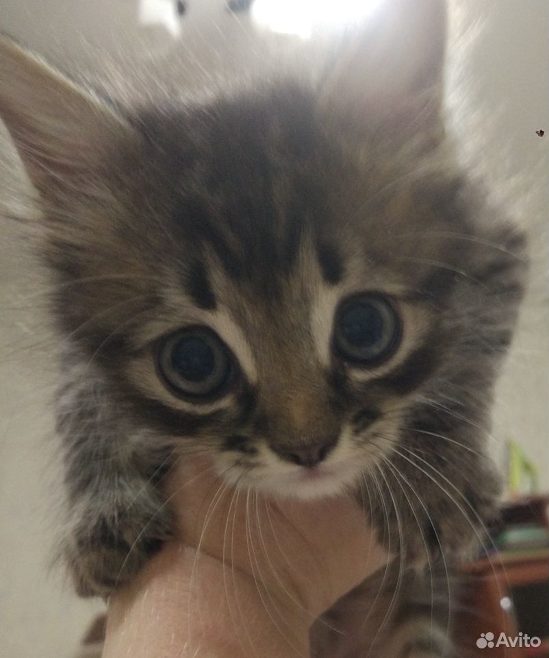 Котенок. Мальчик