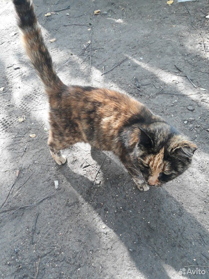 Кошка потеряшка