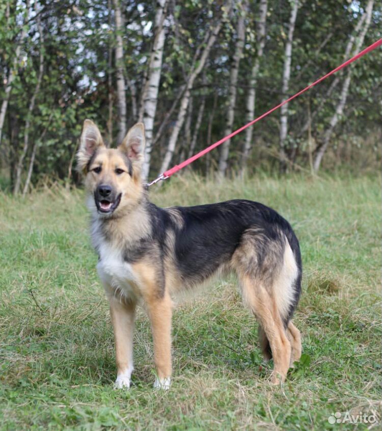 Щенок Байк 11 мес из приюта в дар