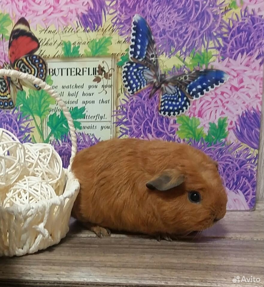 Морские свинки
