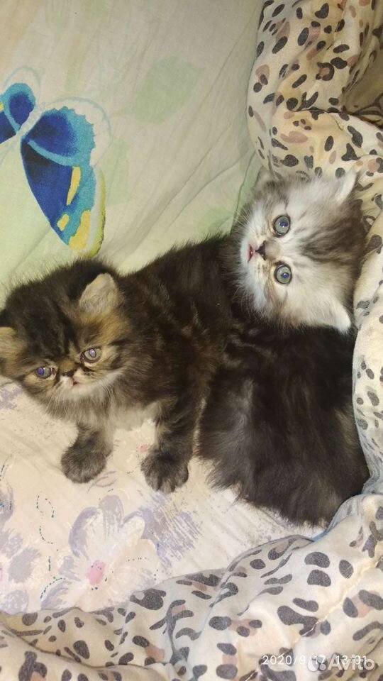 Сладкая парочка