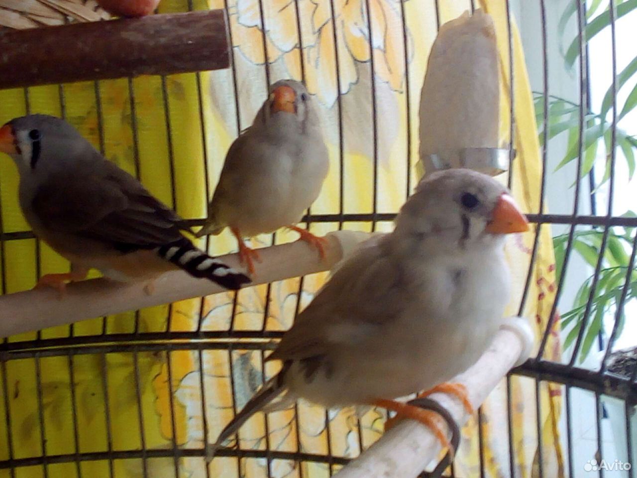 Амадины зебровые (самочки)