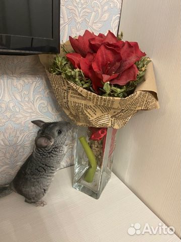 Шиншилленок