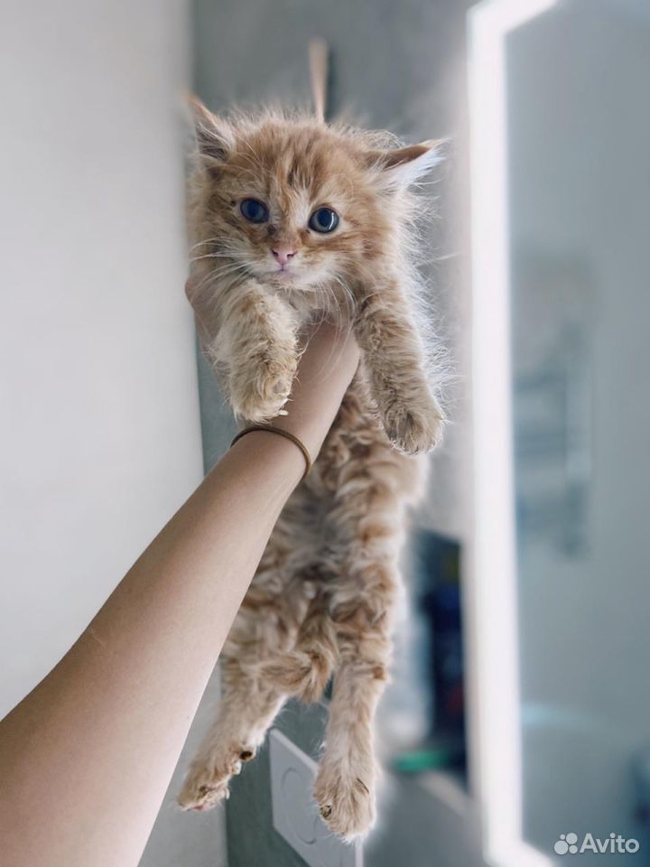 Котенок девочка Рыжуля