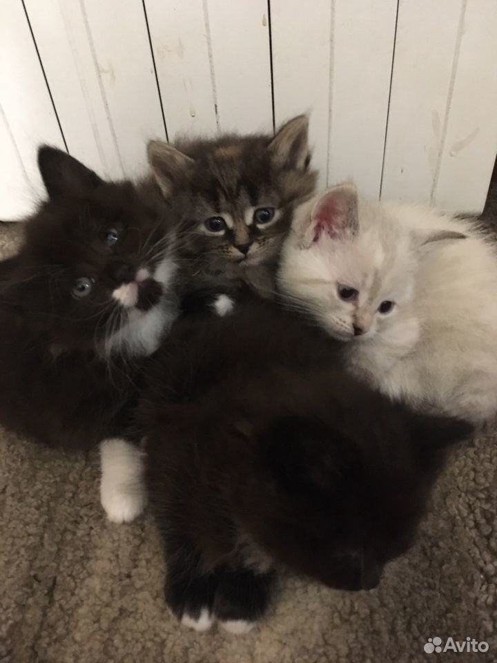 Веселые котята в дар