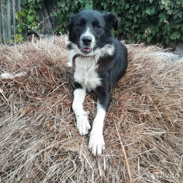 Собака стерилизованная