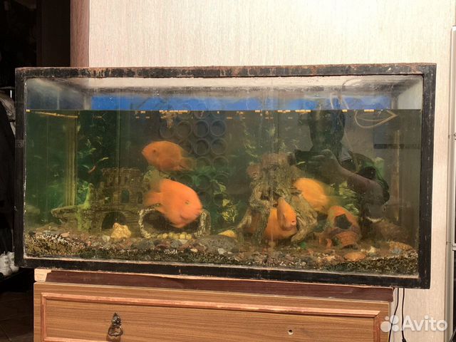 Аквариум с рыбками