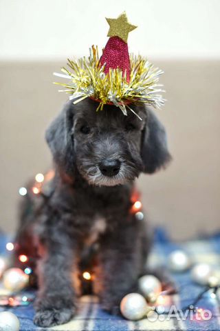 Щенки Бедлингтон терьера