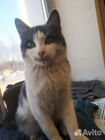 Очень ласковый кот в добрые руки