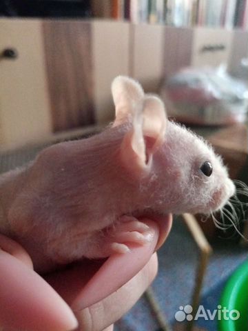 Крыски фазз