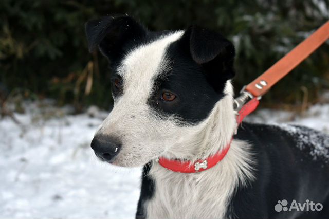 Молодая собака Герда 1 год