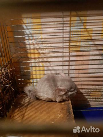 1 месяц мальчик беж шиншилла