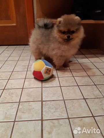 Очаровательные медвежата-шпицы