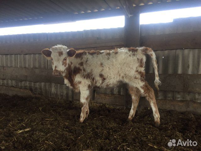 Продается телочка