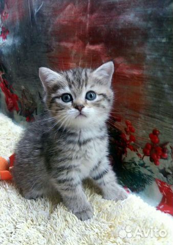 Котик маленький "мимишка"