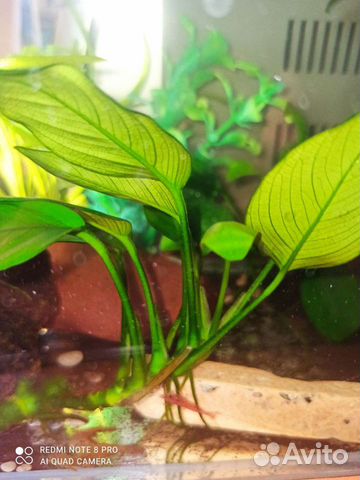 Креветки-вишня