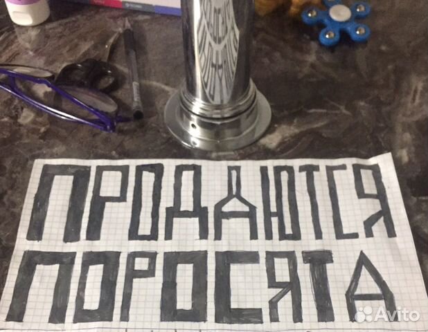 Поросята смесь дюрок и ландрас