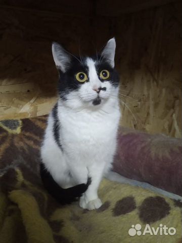 Кошечка Лемура 2года стерильная
