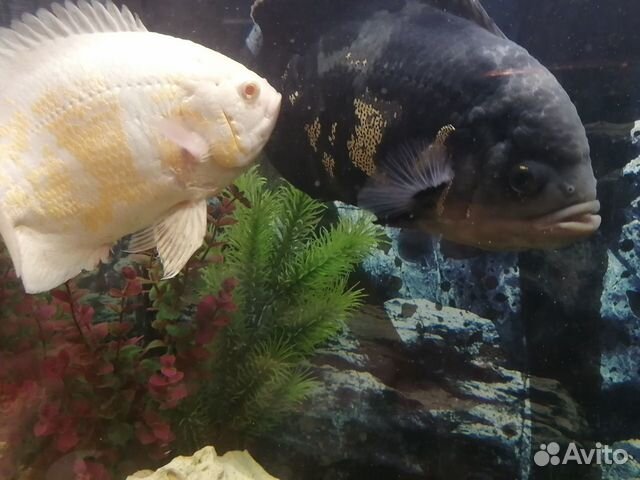 Продам рыб, Астронотус