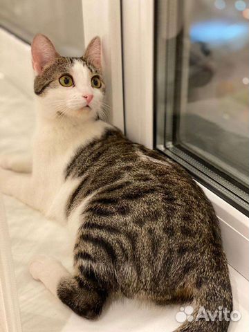 Котенок Фенечка, домашний приют