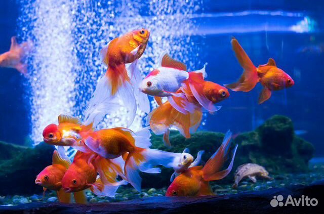 Золотые рыбки (телескопы, вуалехвосты, оранды)