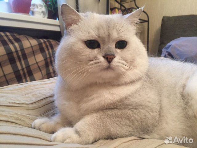Британский кот шиншилла Bri ns11 на вязку