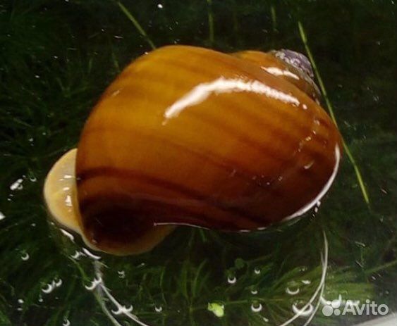 Улитки ампулярии