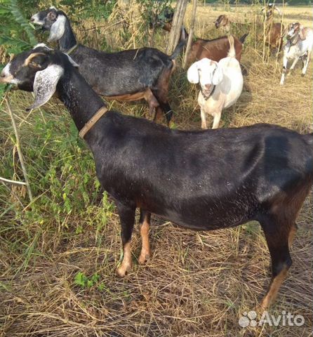 Коза нубийская
