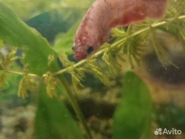 Аквариумные рыбки "Петушки "