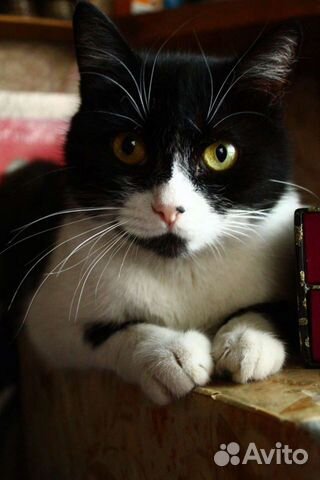 Кошка-красотка ищет дом