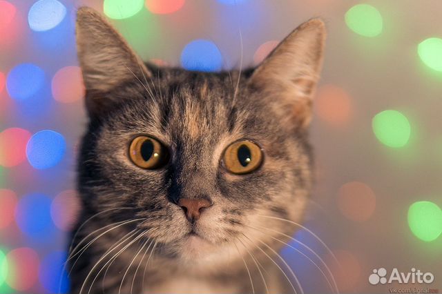 Кошка Ксюша