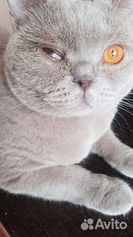 Британская кошка Жозя 2года привита стерильная