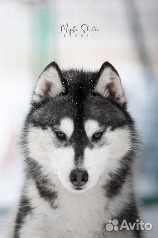 Щенок сибирский хаски из официального питомника