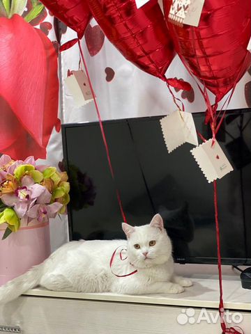 Кот ищет невесту