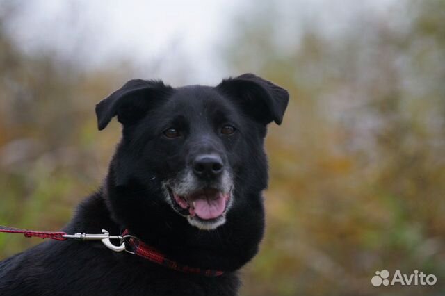 Клайд ищет дом