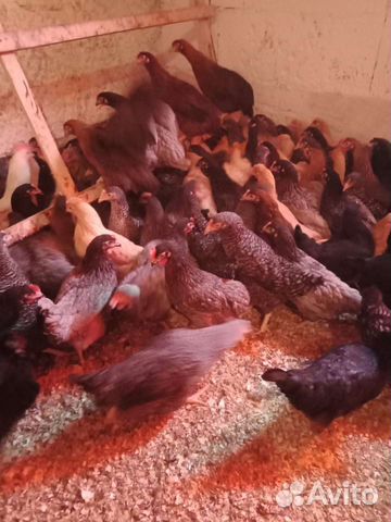 Куры молодки доминант