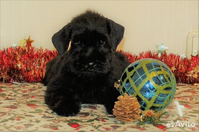 Щенки цвергшнауцера черного окраса