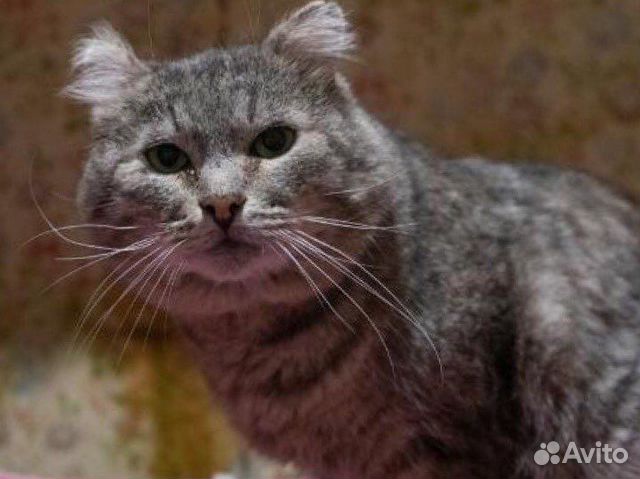 Американский кёрл