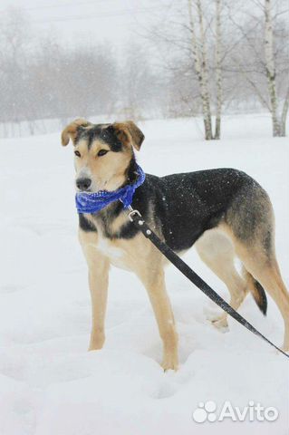 Утонченная красотка Эмма ищет дом из приюта