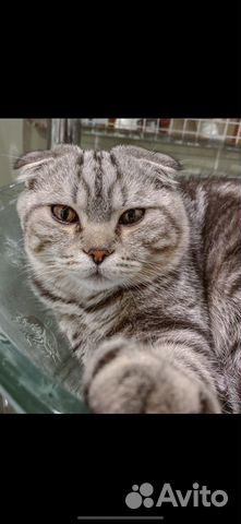 Шотландский кот вязка