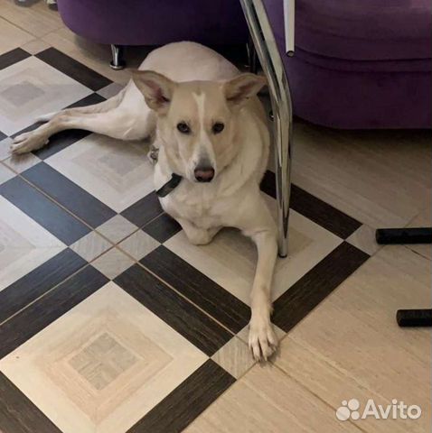 Собаки бесплатно в добрые руки