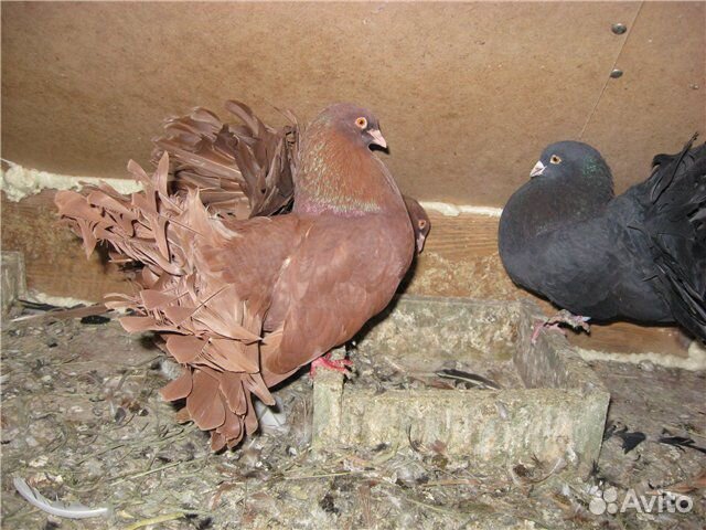 Голуби павлины