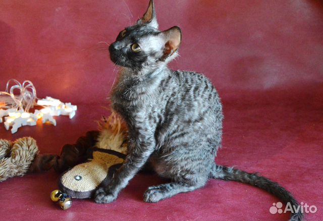 Кудрявый малыш уральчик Скай