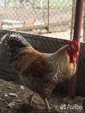 Билефельдер(семья)