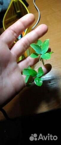 Пистия аквариумные ростения