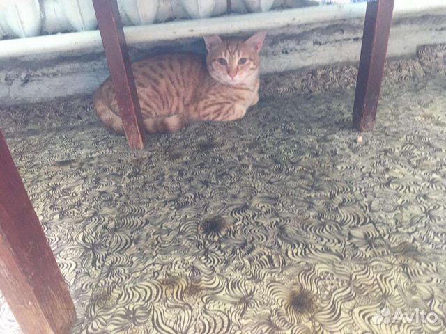 Котенок в промзоне