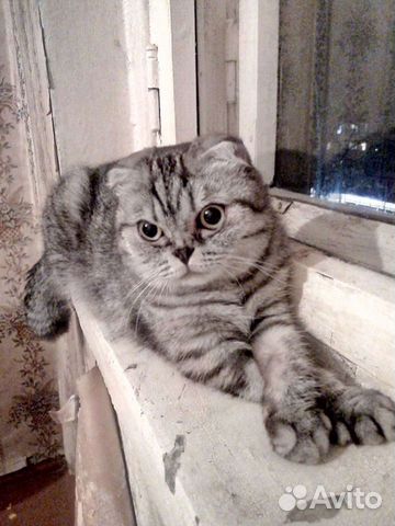 Кошки,шотландцы