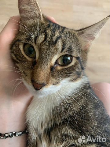 Котенок бесплатно, породистая кошка